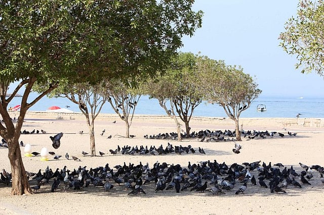 Kuwait records world’s highest temperature of 49°C