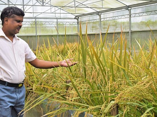 Philippines approves GMO ‘golden rice’ for commercial production