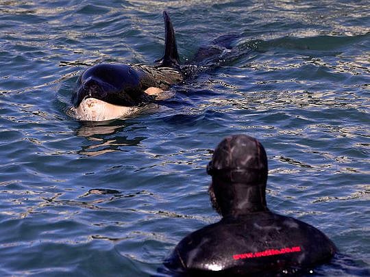 Baby orca dies in New Zealand after fruitless search for mother