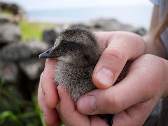 Photos: Iceland, home to world's most expensive feather treasure