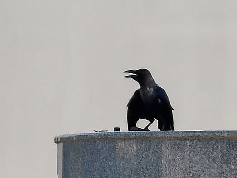 People, birds flock to help out crow with broken wings in Sharjah