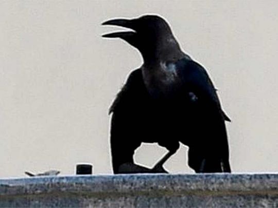 People, birds flock to help out crow with broken wings in Sharjah