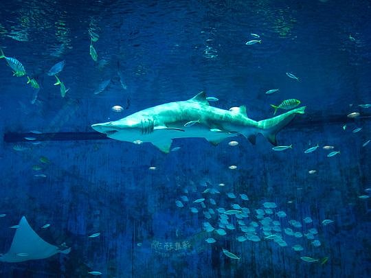 Kuwait warns against large shark in Sabah Al Ahmad zone