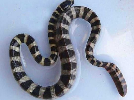 UAE residents warned of snakes on Abu Dhabi beaches