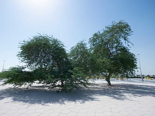 The tale of Salama, a Ghaf tree, at the Expo 2020 Dubai