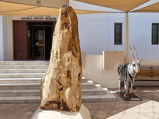 260-million-year old petrified tree stump on display at Oman’s museum