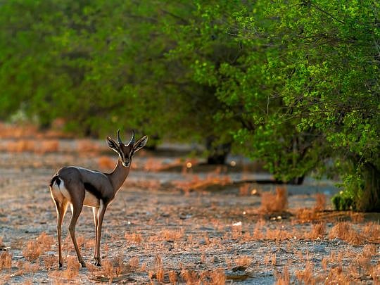Photos: Beautiful birds and animals in the UAE