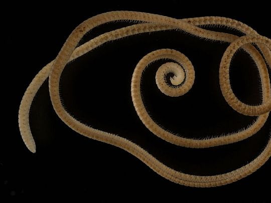 First ever true millipede with over 1,000 feet found