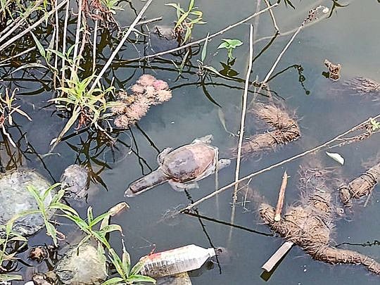 57 Indian flapshell turtles die in suspected poisoning
