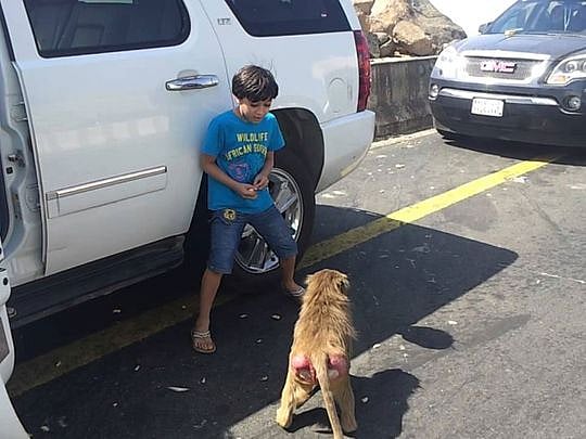 Watch: Packs of baboons attack people in Saudi Arabia