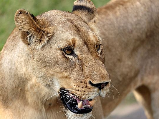 Lioness reported on the loose around Berlin