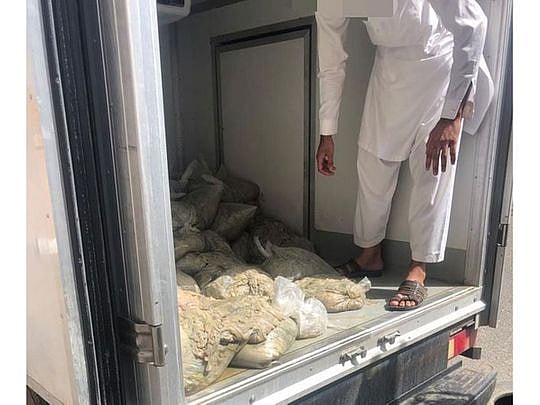 Saudi Arabia: 870kg of rotten sheep guts seized