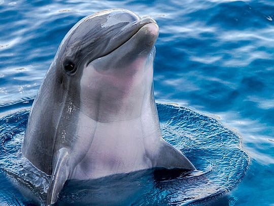 Struggling with intrusive thoughts? Use the ‘blue dolphin’ rule
