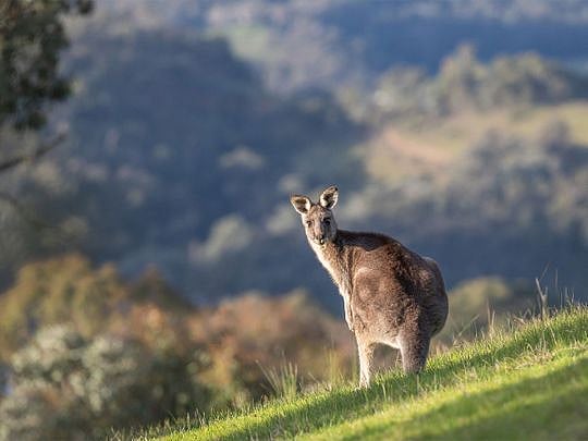 'Pet' kangaroo blamed for Australian's death