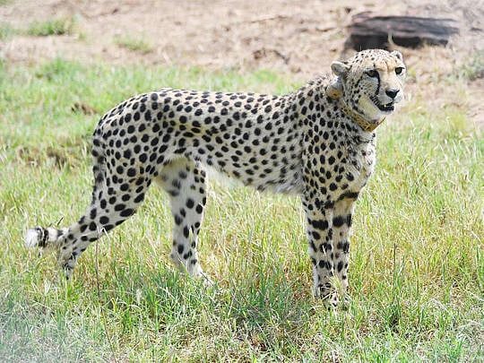Video: India releases 8 cheetahs into wild, decades after local extinction