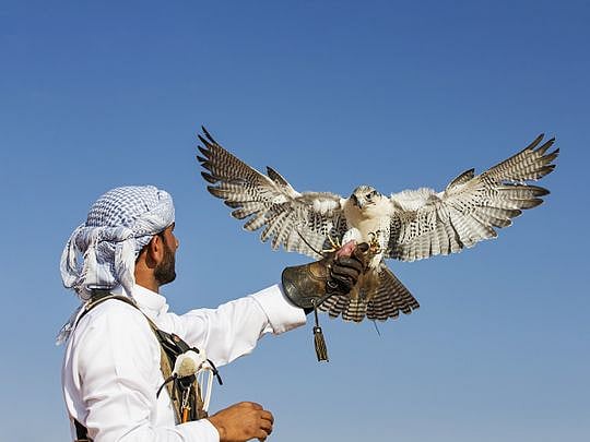 Now get UAE falconry license ‘instantly’ online