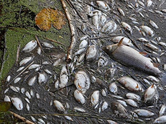 Poland blames toxic algae for Oder river fish kill