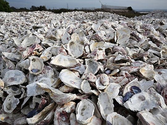 To save California coasts, scientists turn to the humble oyster