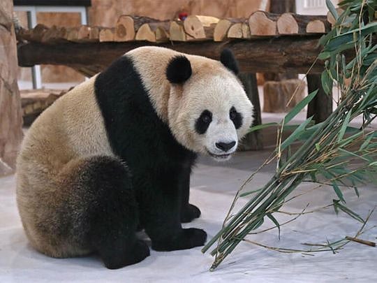 Watch: Qatar receives Middle East's first pandas - a gift to mark World ...