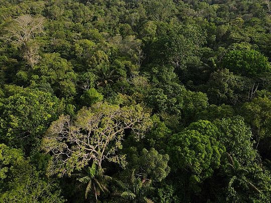 What Brazil’s election means for the Amazon rainforest