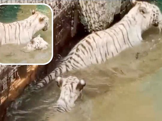 India: 'Singham', a two-month-old white tiger released in Maitri Bagh Zoo
