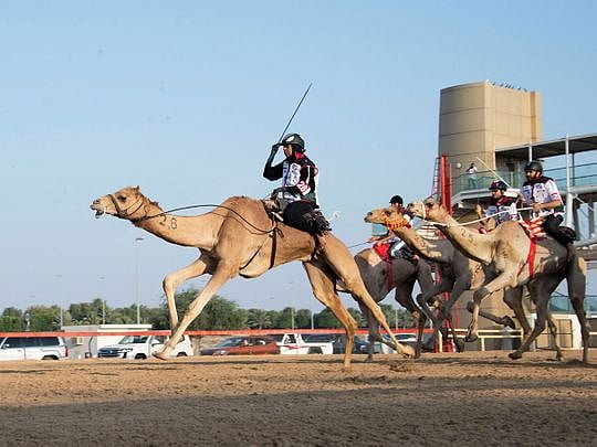 Emiratis, expats race camels in Dubai ahead of UAE National Day