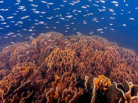 ADQ, Archireef join hands to improve Abu Dhabi marine biodiversity