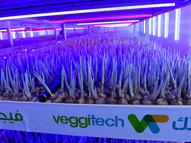 Vertical farming of rare agricultural produce takes root in UAE