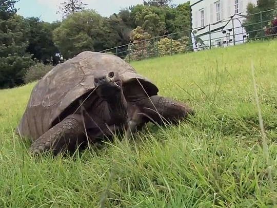 Shell-ebrity: World's oldest tortoise Jonathan turns 190