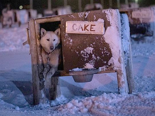 Photos: In Norway, sled dogs train and play in warming Arctic