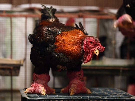 Lunar New Year: Why is Vietnam's 'dragon chicken' so expensive?