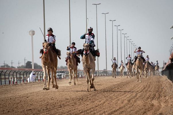 Yemeni wins camel race for UAE expats; gets Dh100,000 cash prize