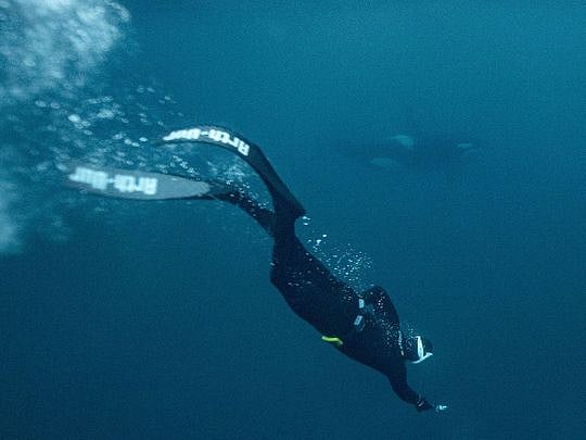 Photos: In Norway's icy seas, freediver dances with killer whales
