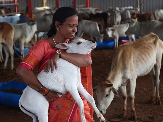 Indian Government withdraws appeal to celebrate Feb 14 as ‘Cow Hug Day’