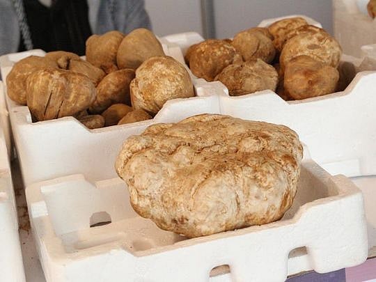 Truffle festival makes debut in Saudi Arabia