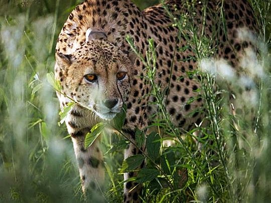12 South African cheetahs arrive for India rewilding