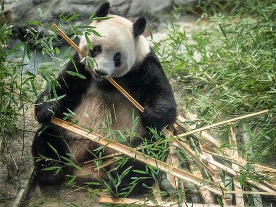 Japanese bid farewell to beloved panda returning to China