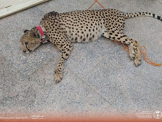 Saudi Arabia: Cheetah, wolf, python seized from citizen