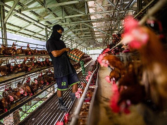 UAE temporarily increases egg and poultry prices