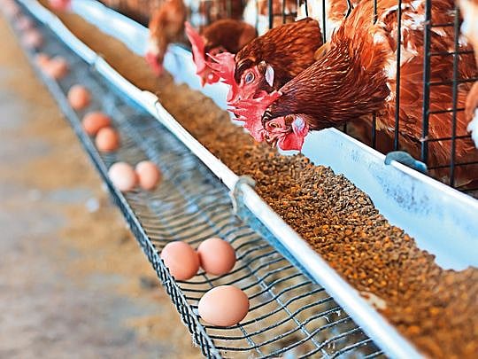 Innovation feeds demand for UAE poultry sector