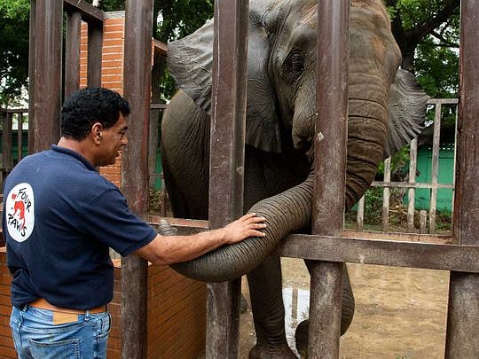 Female elephant’s health in Karachi Zoo deteriorating