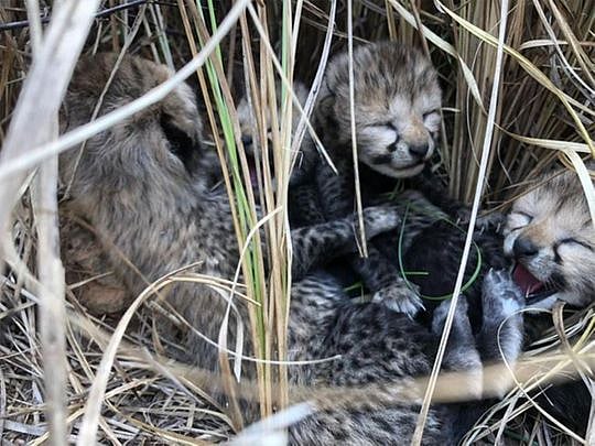 Female cheetah brought from Namibia gives birth to 4 cubs in India