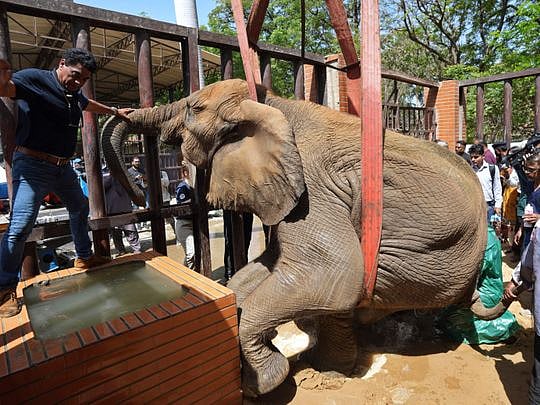 Foreign veterinarians save sick elephant at Pakistani zoo