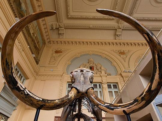 Small ears, frizzy hair and dry ear wax - the genetics of mammoths