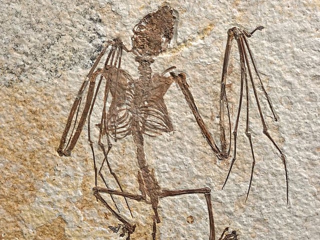 Oldest-known bat skeletons shed light on evolution of flying mammals