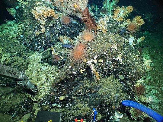 New coral reef discovered in Ecuador's Galapagos Islands