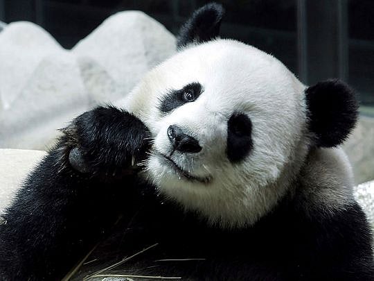 Giant panda skeleton discovered in 2,000-year-old Chinese emperor’s tomb