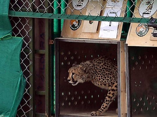 Second cheetah brought from Africa dies in India