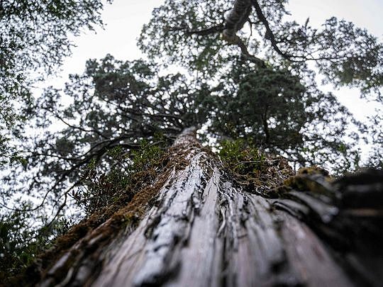 World's 'oldest' tree able to reveal planet's secrets