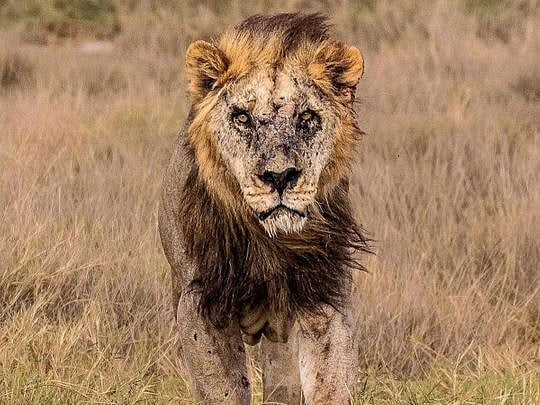Loonkito, one of world's oldest lions, killed by herders in Kenya